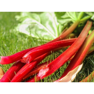 Rabarbar Wiśniowy - Twoje Ogrody