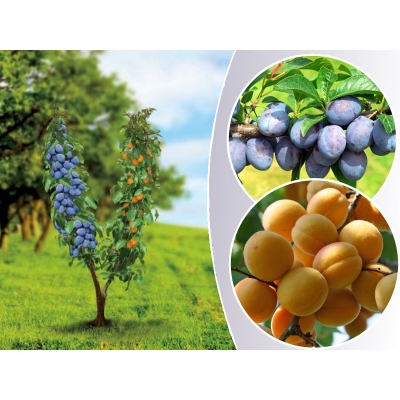 Śliwa morela Duo Węgierka -Somo - Twoje Ogrody