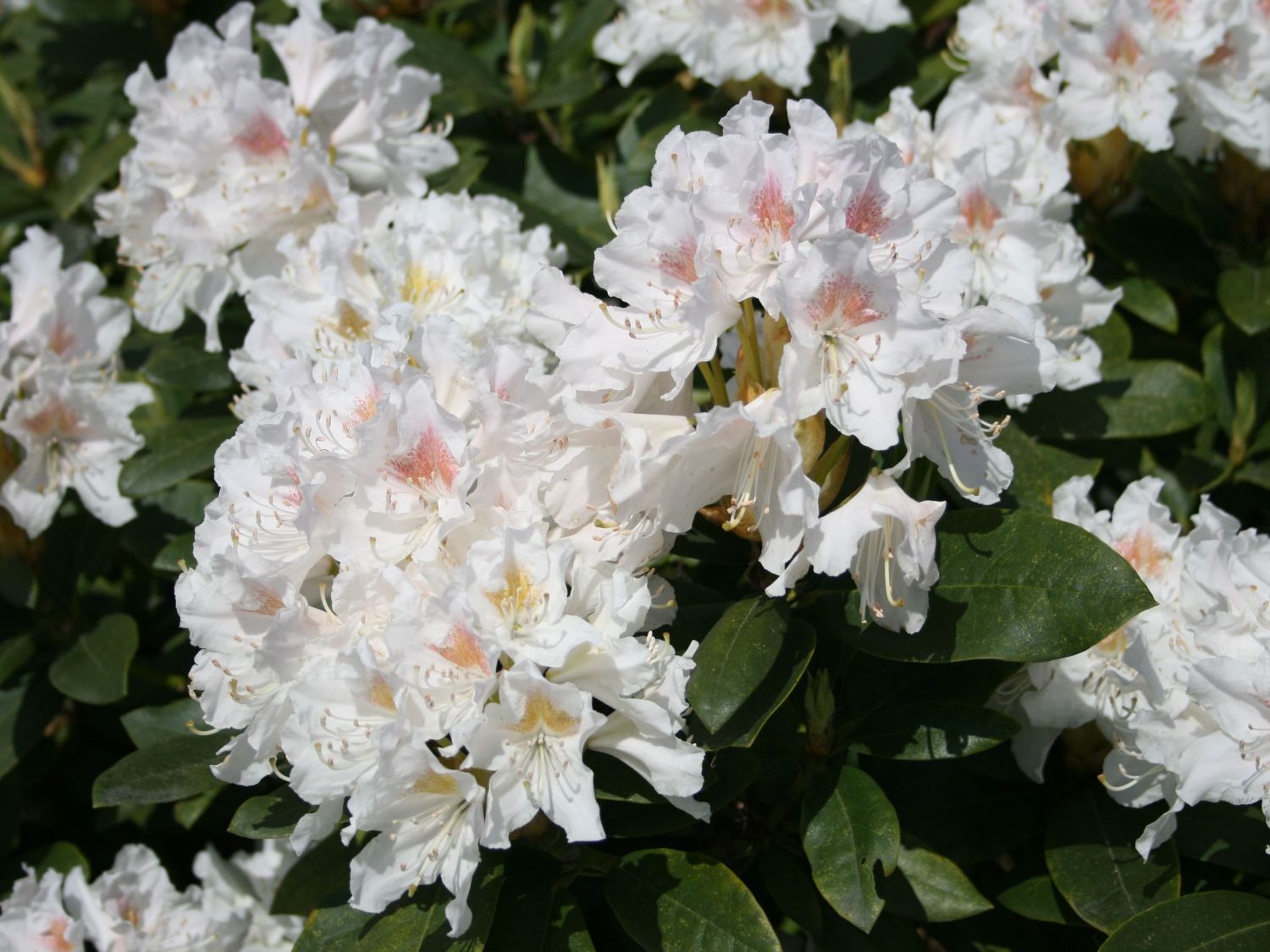 Różanecznik, rhododendron Cunningham's White' - Twoje Ogrody