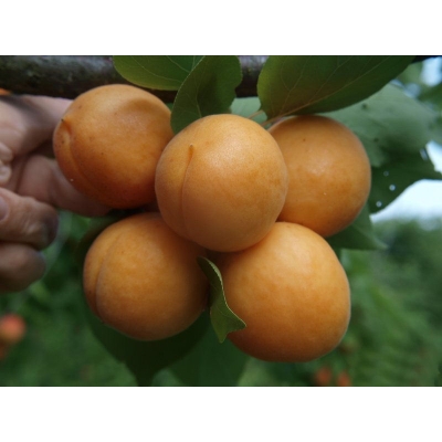 MORELA EARLY ORANGE KARŁOWA - Twoje Ogrody